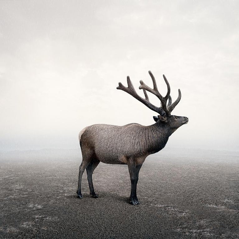 Alice Zilberberg - Every Moment Elk (60" x 60") For Sale at 1stDibs