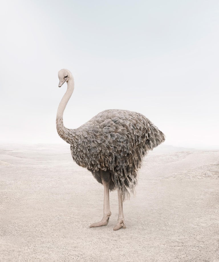 Alice Zilberberg - Onward Ostrich For Sale at 1stDibs
