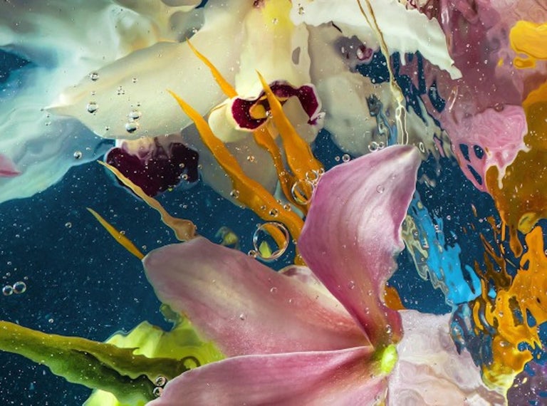 Allan Forsyth - Aqua Flora No6,, Limited Edition Chromagenic ...
