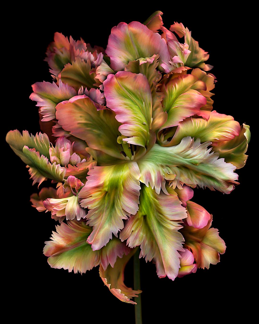 Allan Forsyth - Ghost Flower For Sale at 1stDibs | ghost flower drawing ...