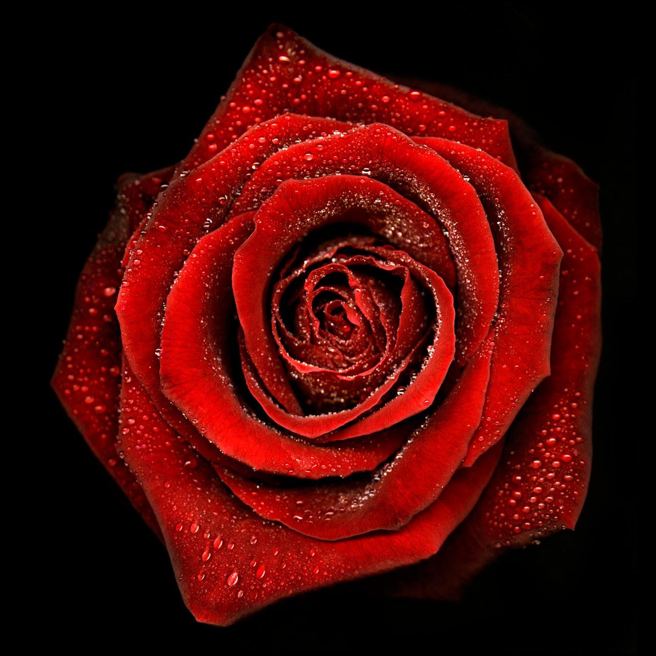 Allan Forsyth - Ghost Flower For Sale at 1stDibs | ghost flower drawing ...