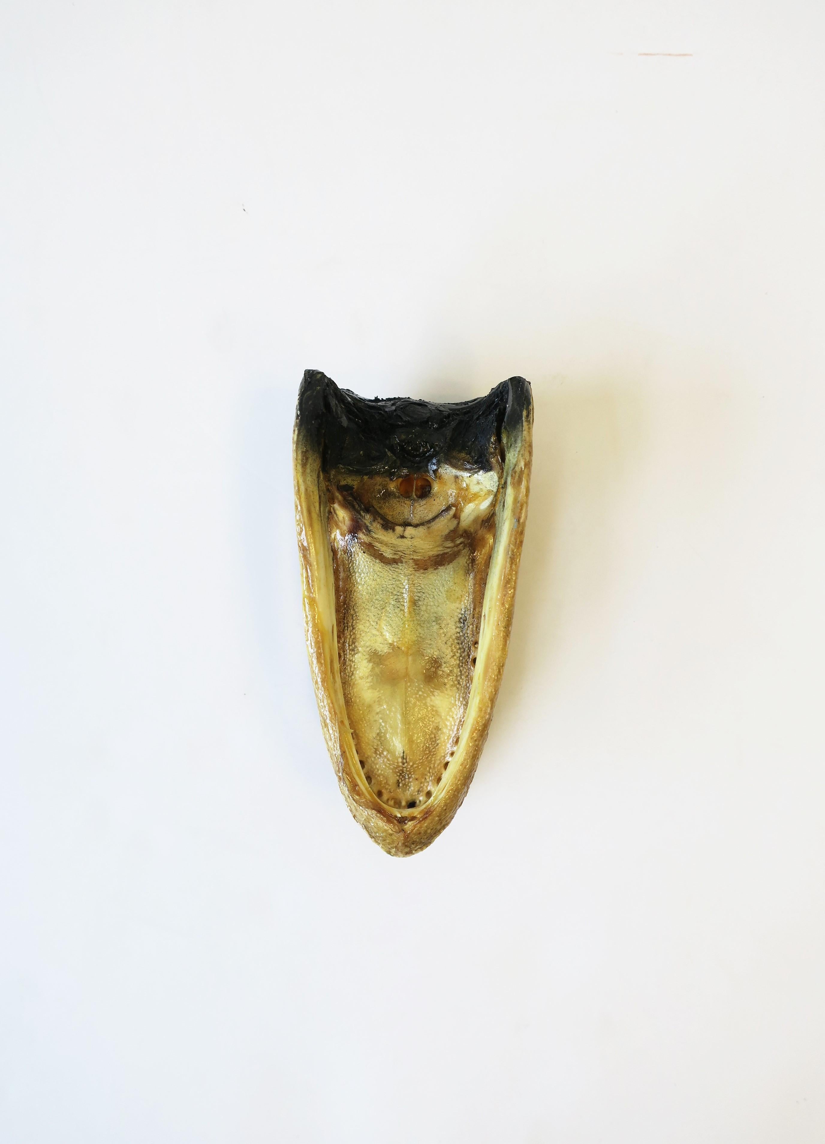 Taxidermy Alligator Reptile Decorative Object Sculpture For Sale at ...