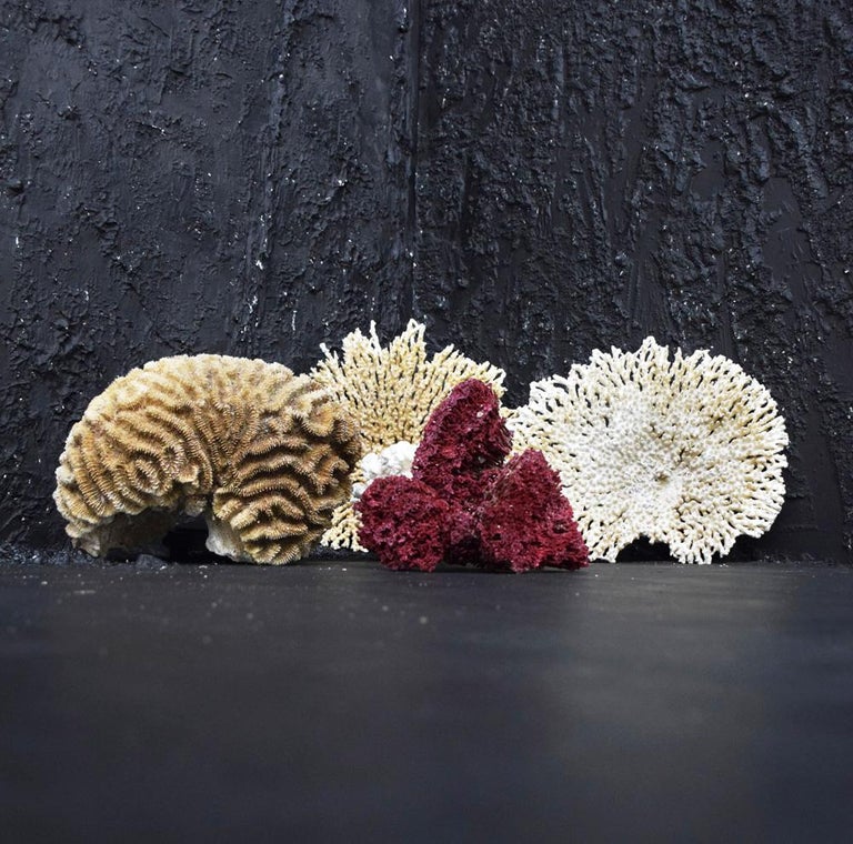 Amazing Coral Collection at 1stDibs