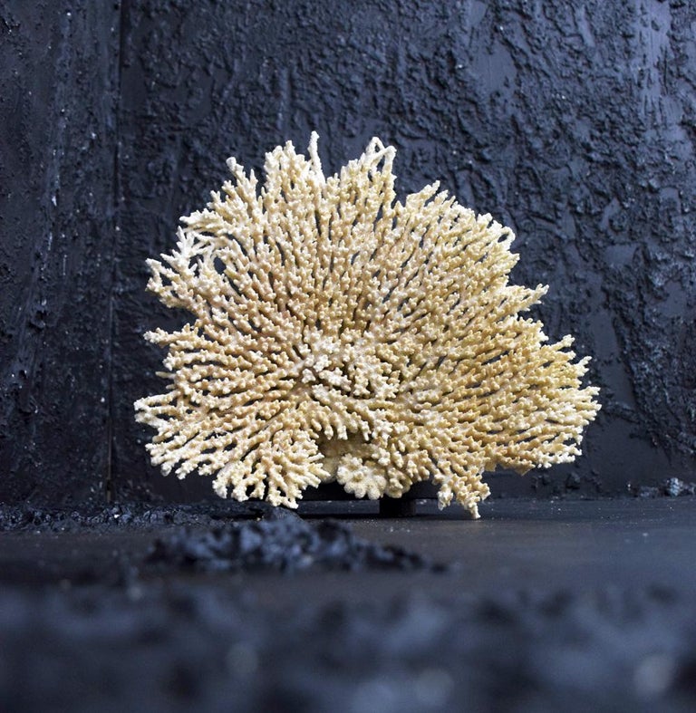 Amazing Coral Collection at 1stDibs