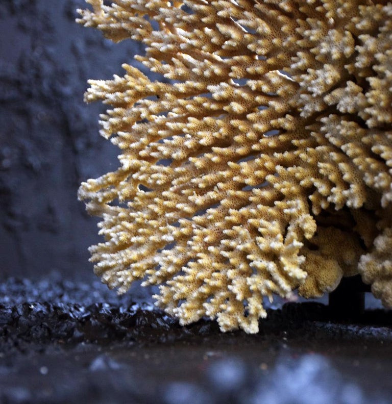 Amazing Coral Collection at 1stDibs