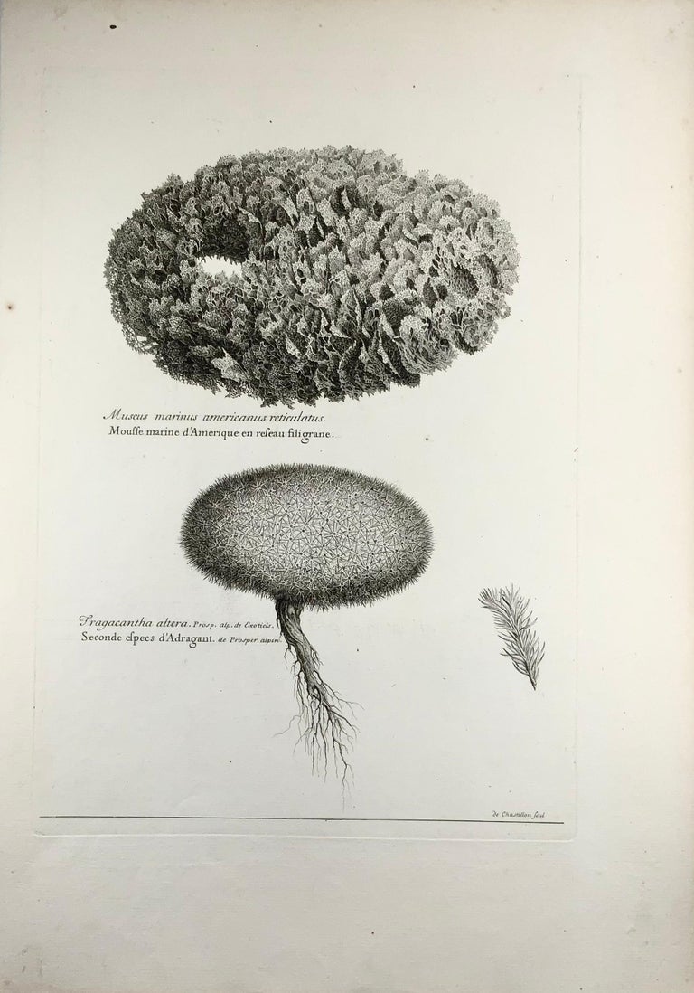 American Corallina, Nicholas Robert (1610-1684); de Chastillon, marine ...