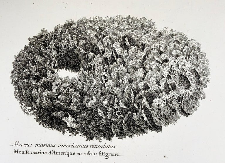 American Corallina, Nicholas Robert (1610-1684); de Chastillon, marine ...