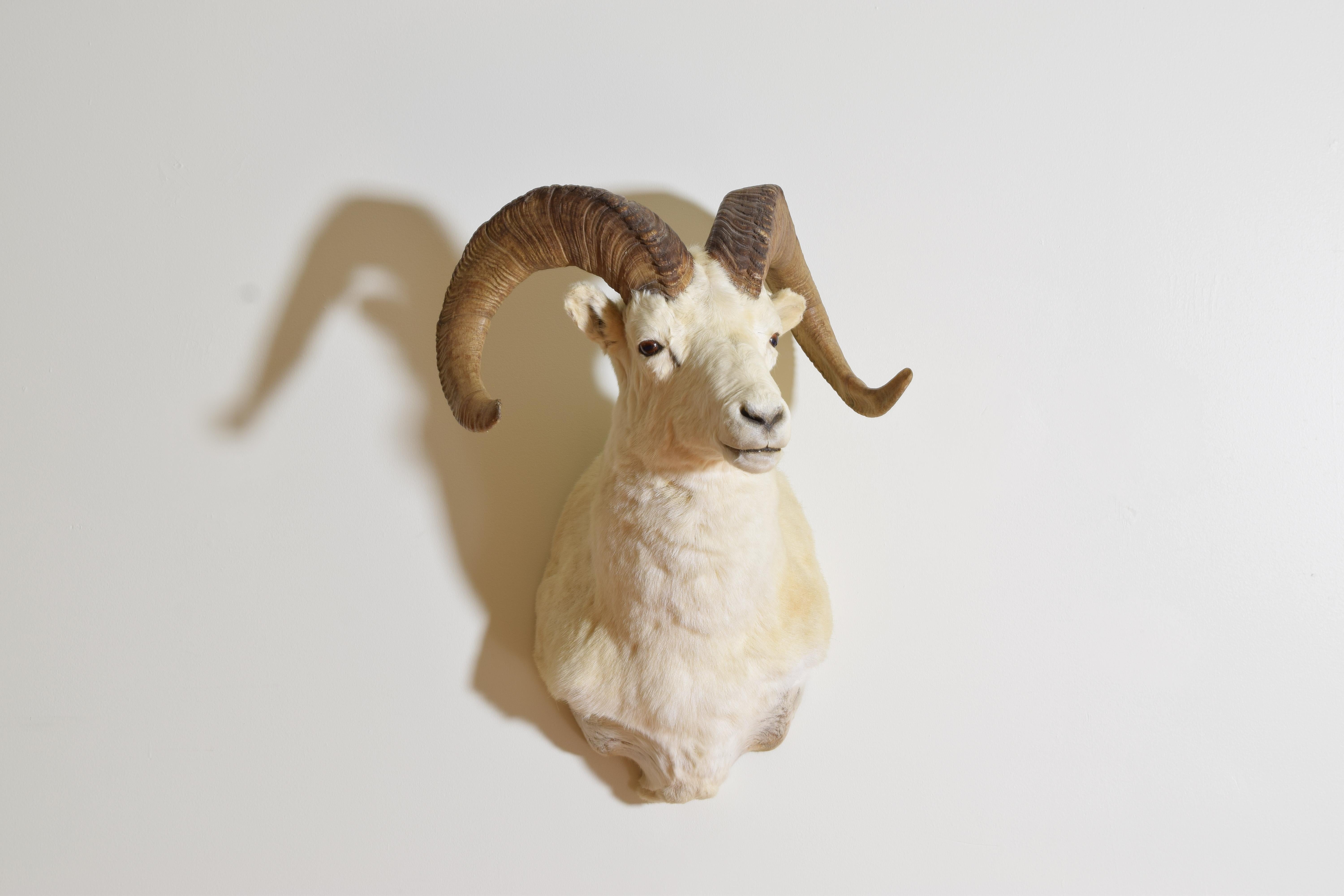 American Dall Ram Sheep Shoulder Mount, 20th Century For Sale at 1stDibs