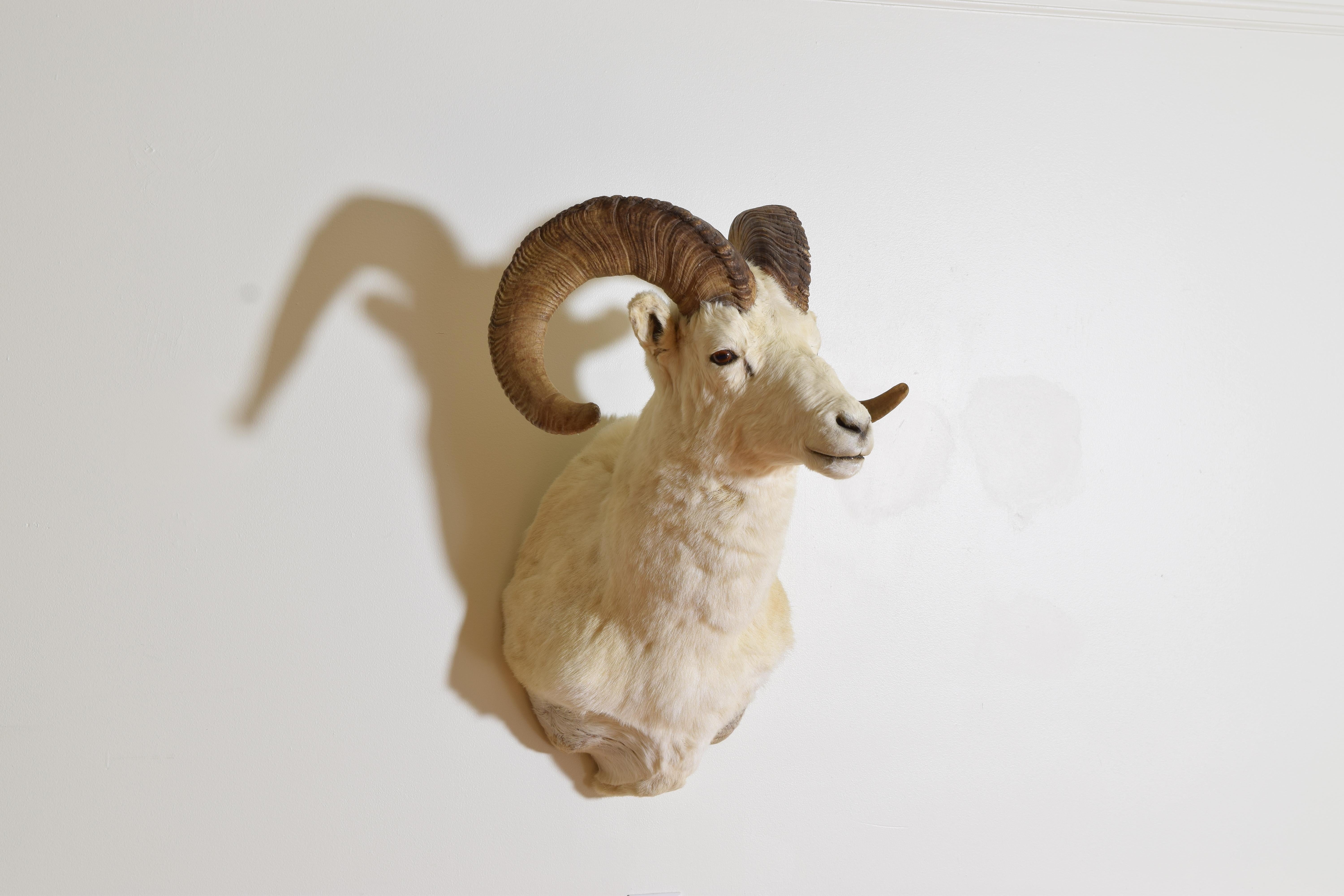 American Dall Ram Sheep Shoulder Mount, 20th Century For Sale at 1stDibs
