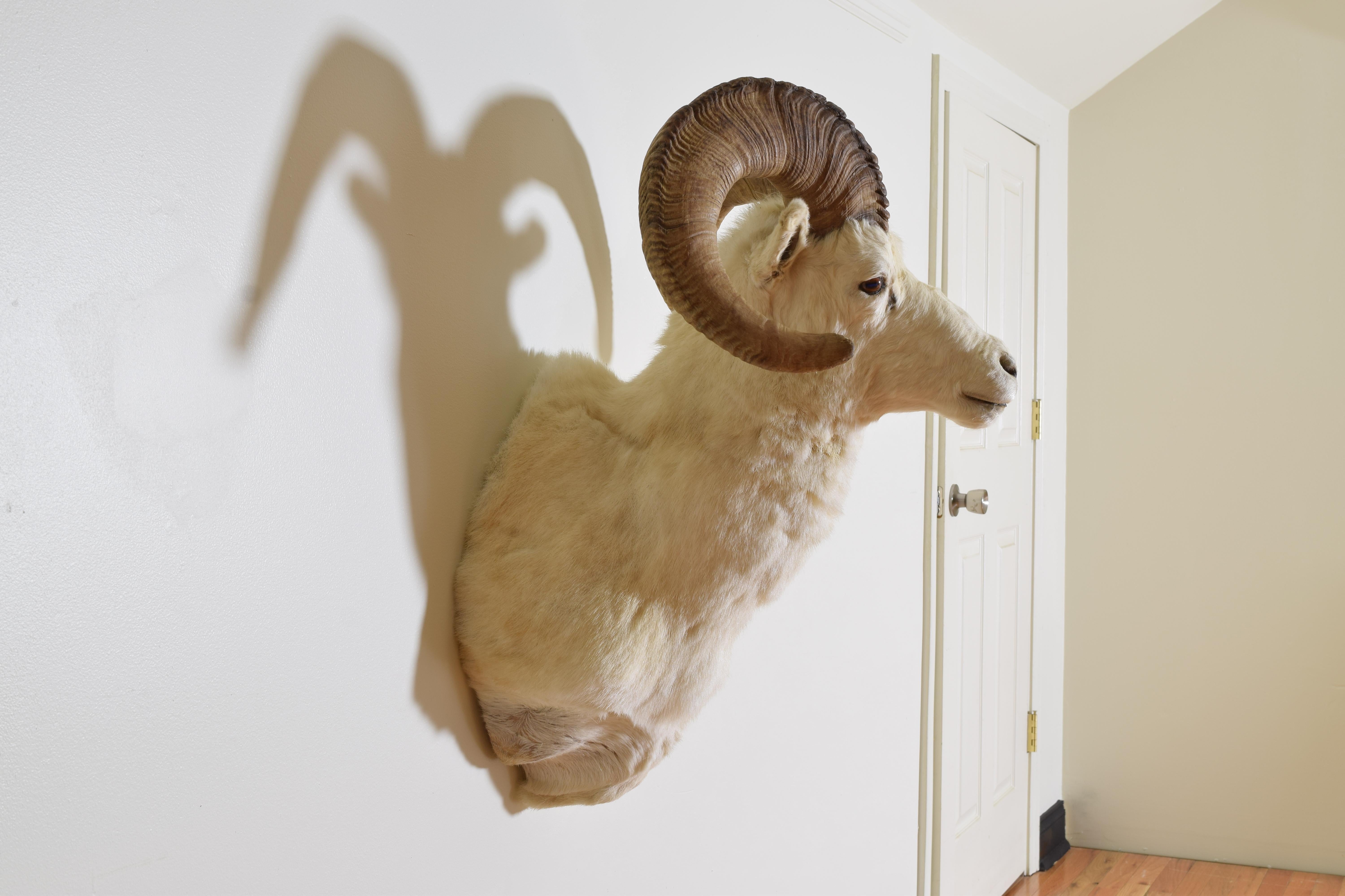 American Dall Ram Sheep Shoulder Mount, 20th Century at 1stDibs