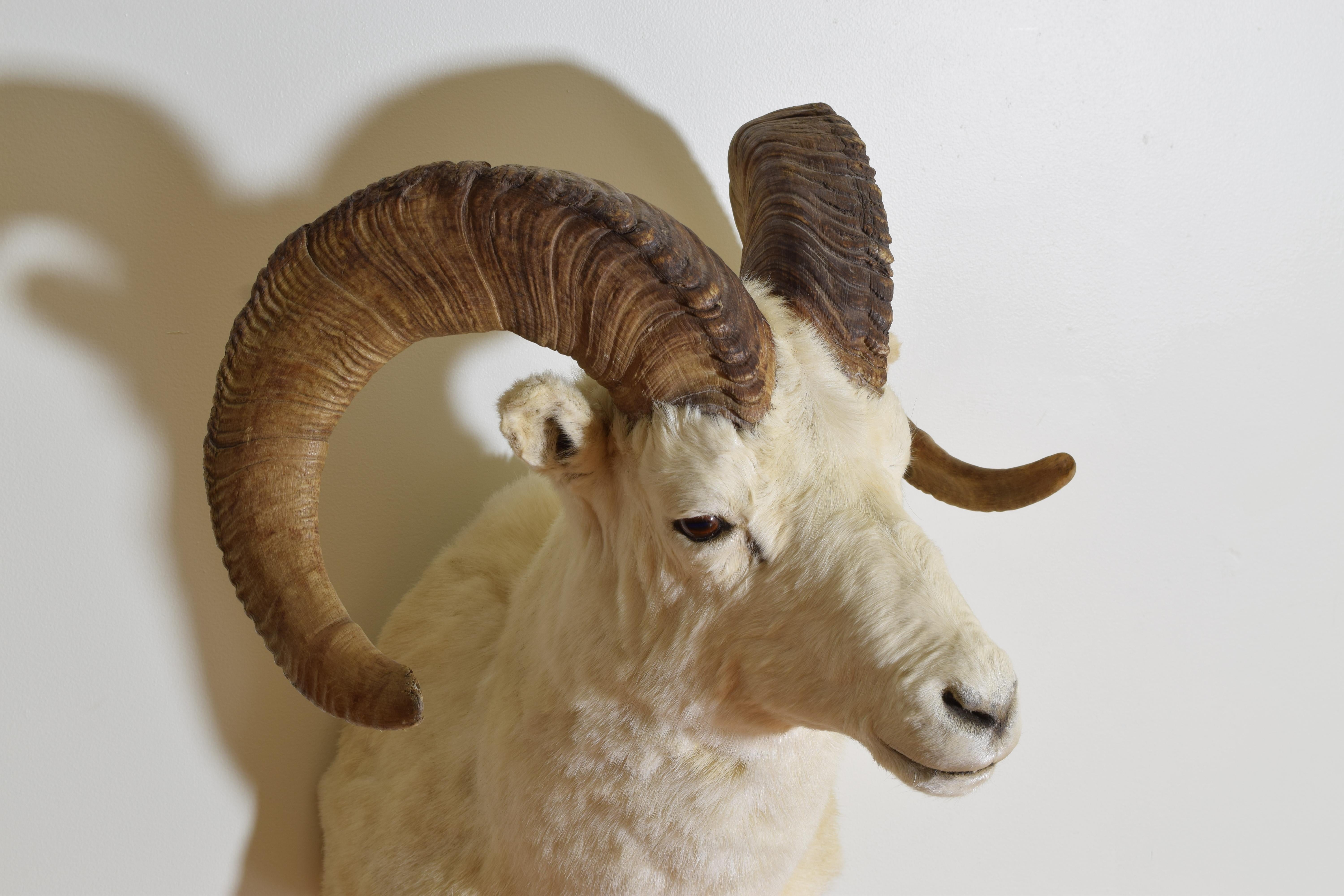 American Dall Ram Sheep Shoulder Mount, 20th Century at 1stDibs