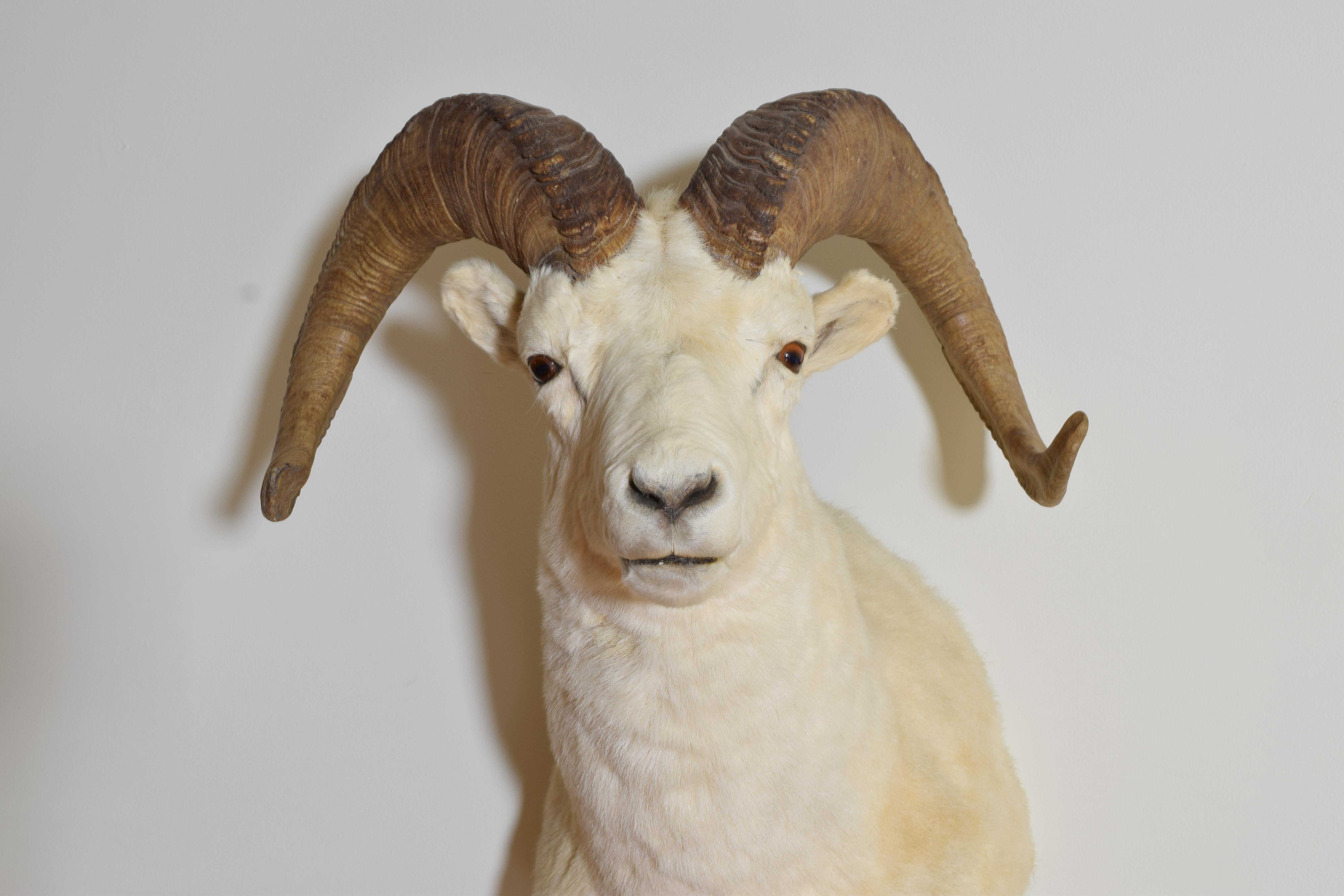 American Dall Ram Sheep Shoulder Mount, 20th Century at 1stDibs