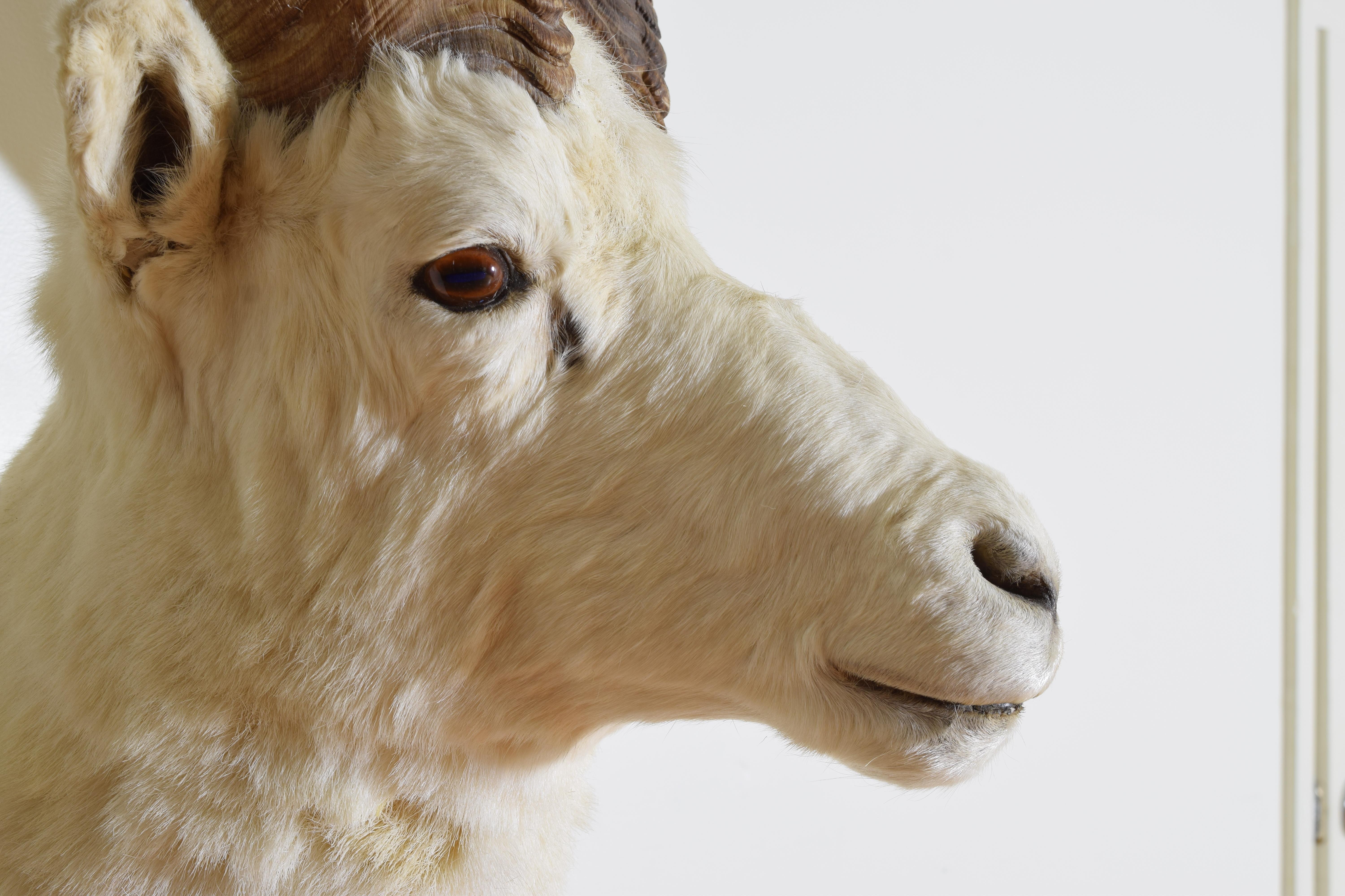 American Dall Ram Sheep Shoulder Mount, 20th Century For Sale at 1stDibs