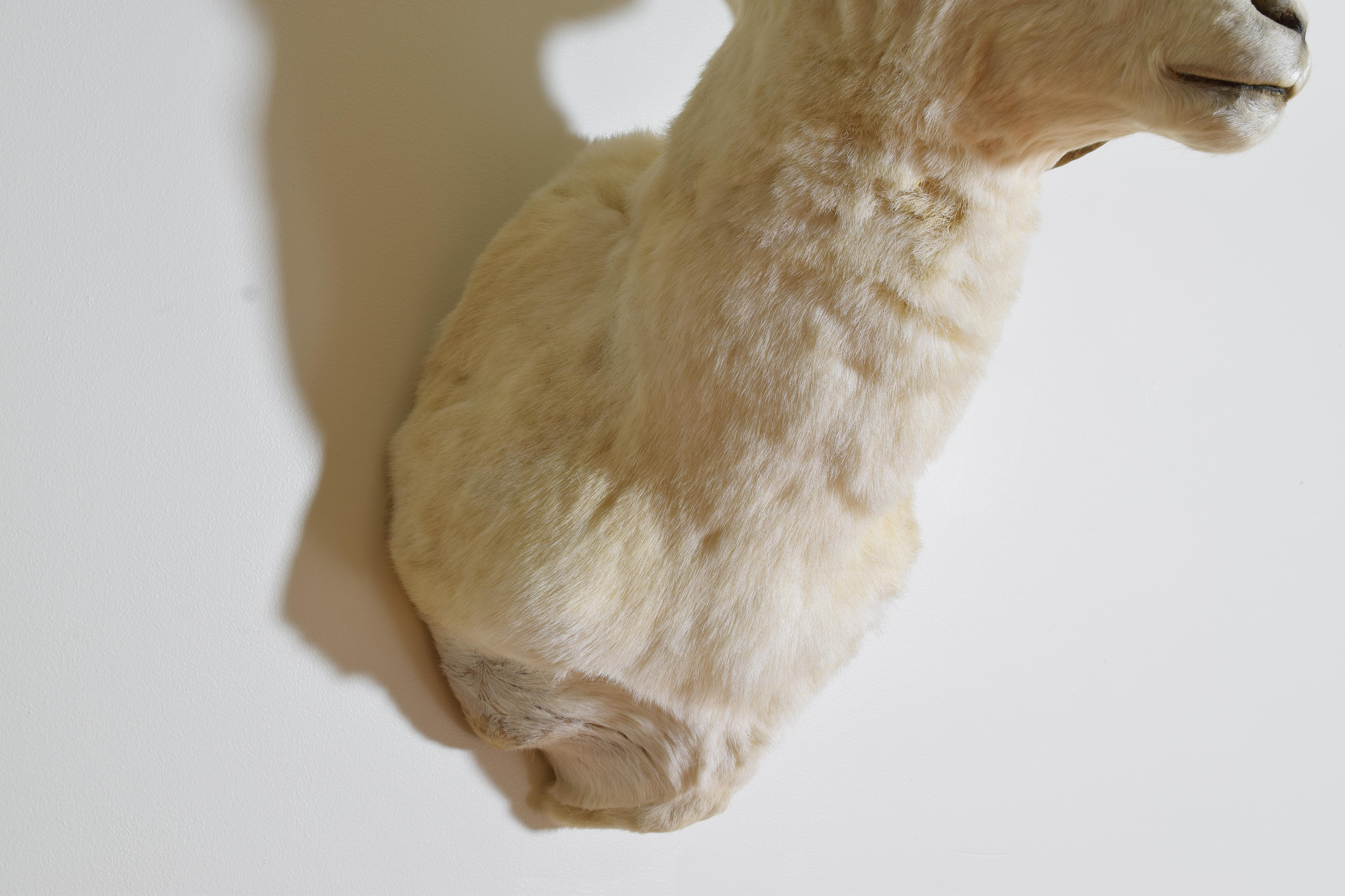 American Dall Ram Sheep Shoulder Mount, 20th Century For Sale at 1stDibs