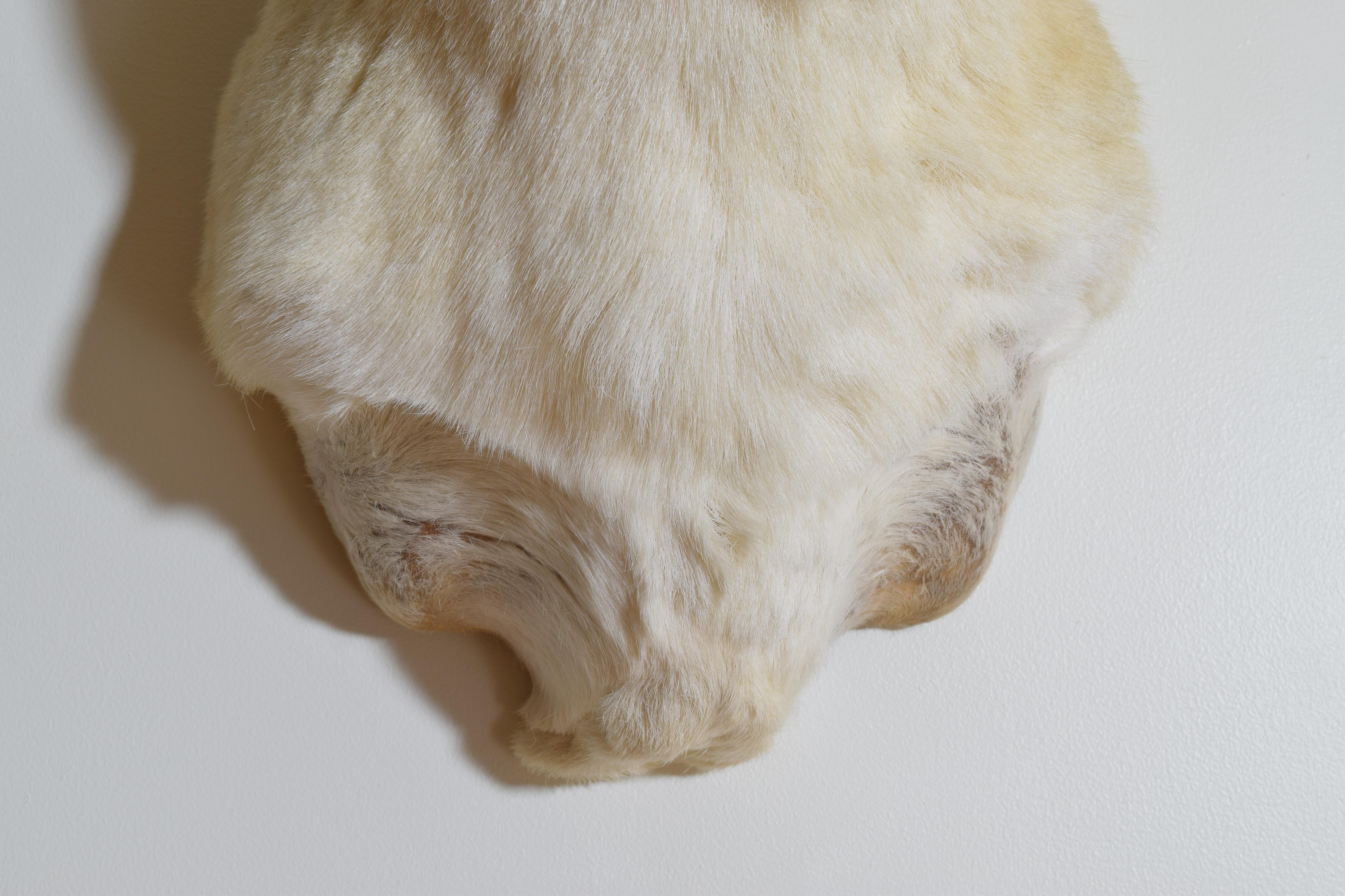 American Dall Ram Sheep Shoulder Mount, 20th Century For Sale at 1stDibs