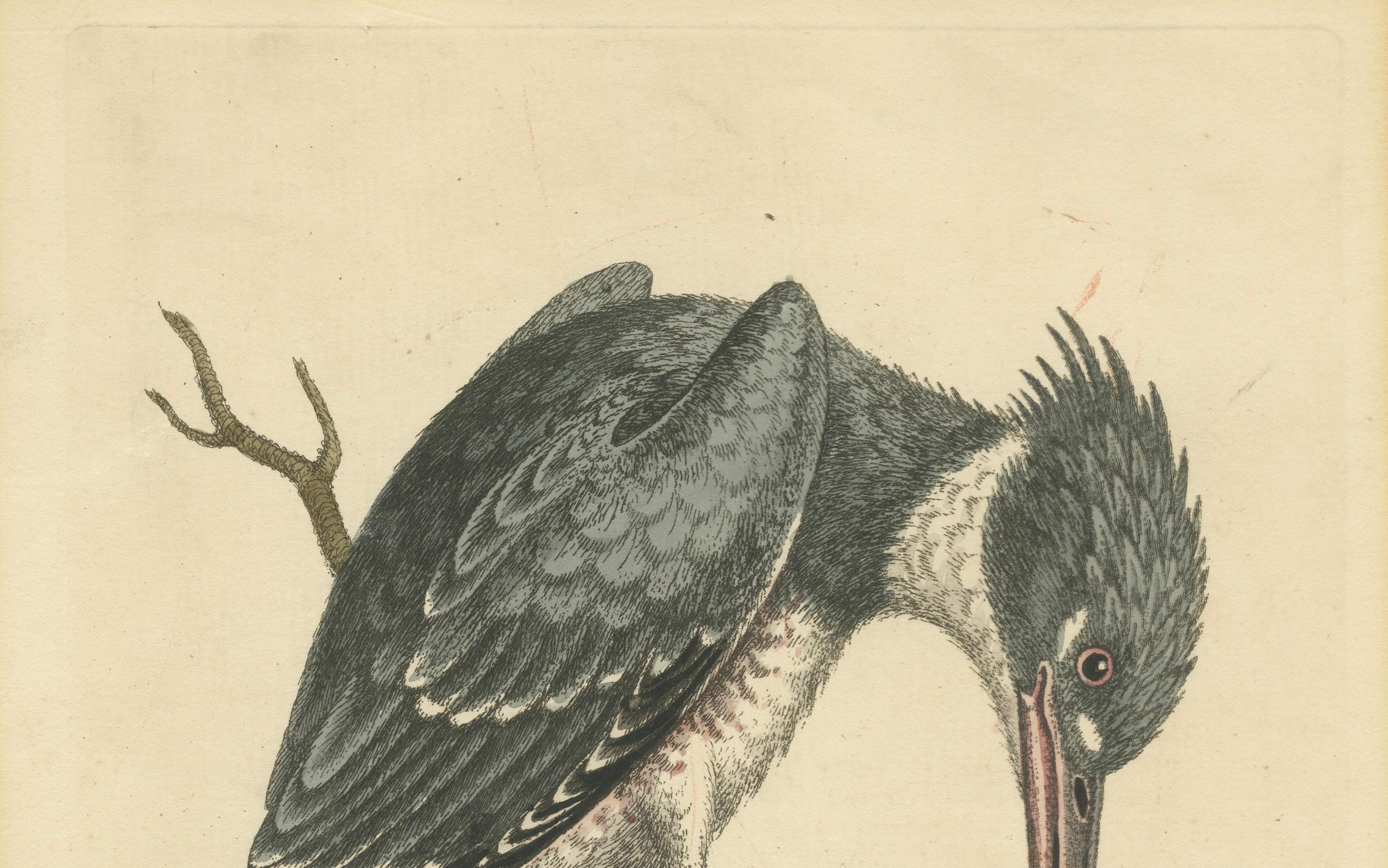 American Kingfisher by Edwards (1749): A Masterpiece from A Natural ...