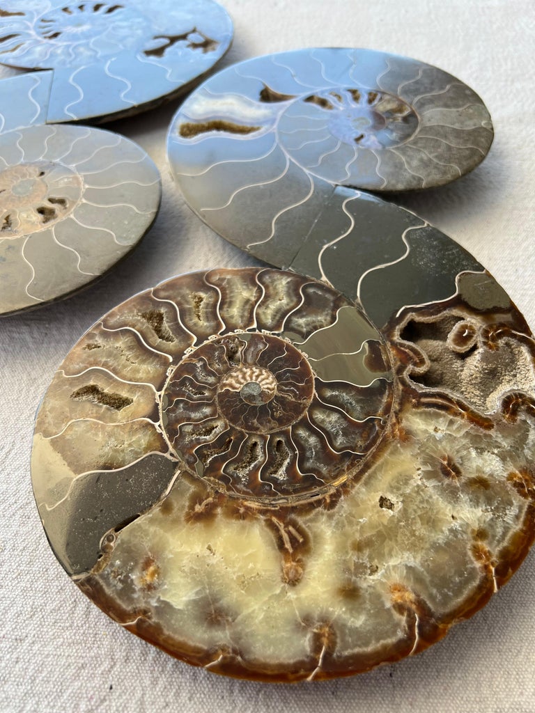 Ammonite Convolutions Sculptures by Mary Brōgger For Sale at 1stDibs