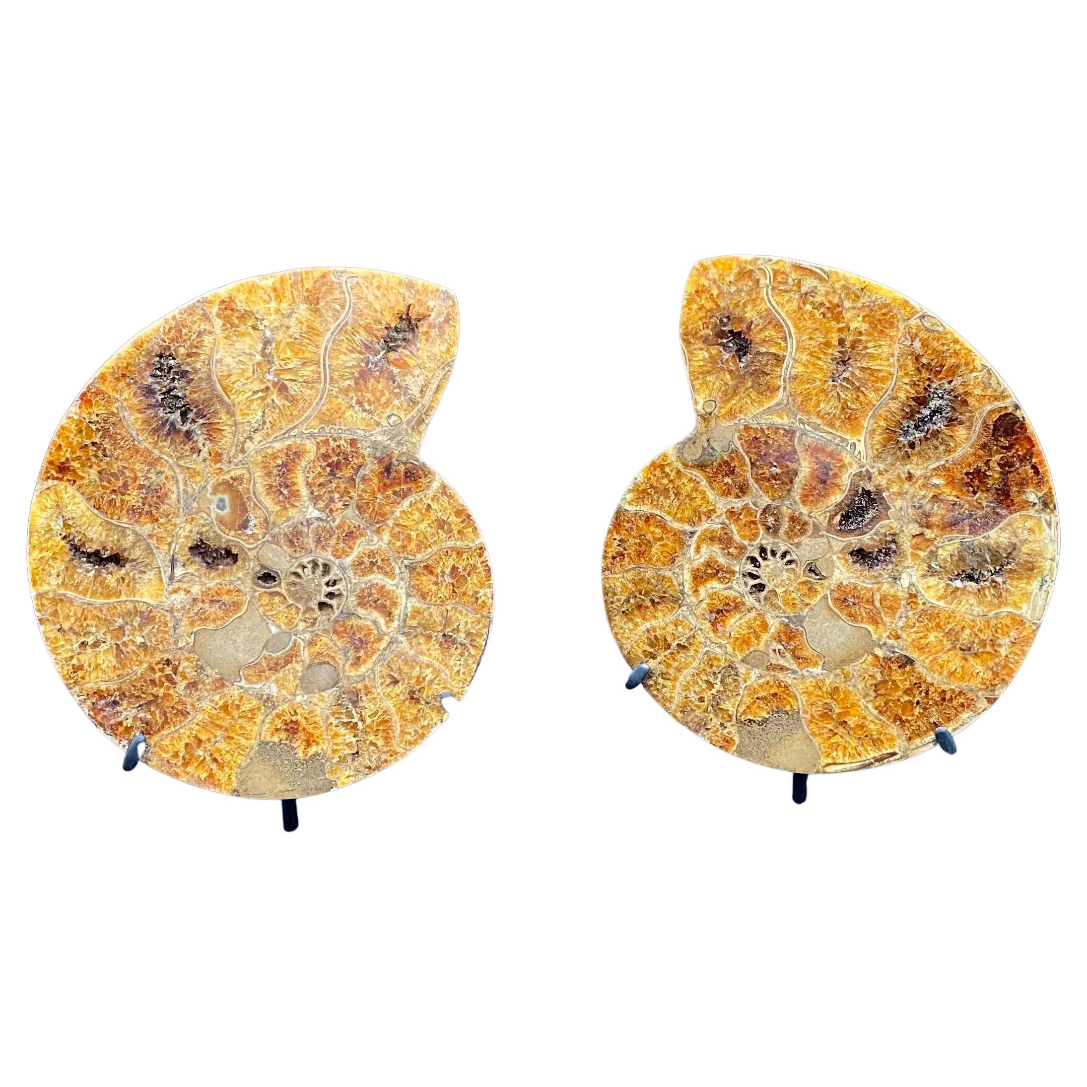 Ammonite Fossil on a Rectangular Fossil Base For Sale at 1stDibs