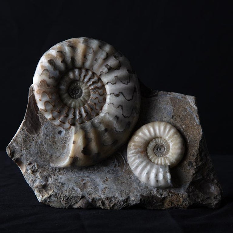 Ammonite group cluster in matrix For Sale at 1stDibs