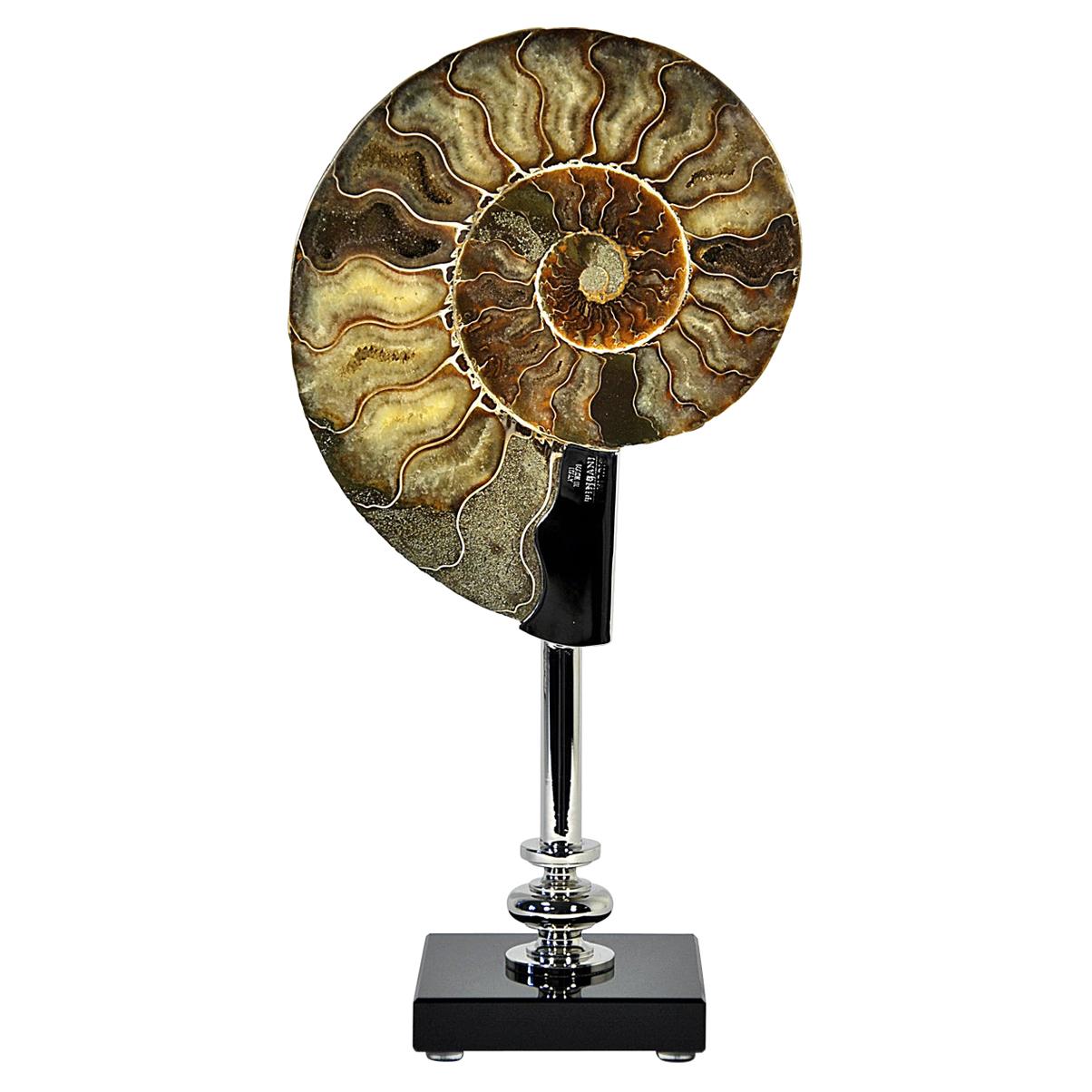 Ammonite Specimen on a Glass and Nickel-Plated Base For Sale at 1stDibs