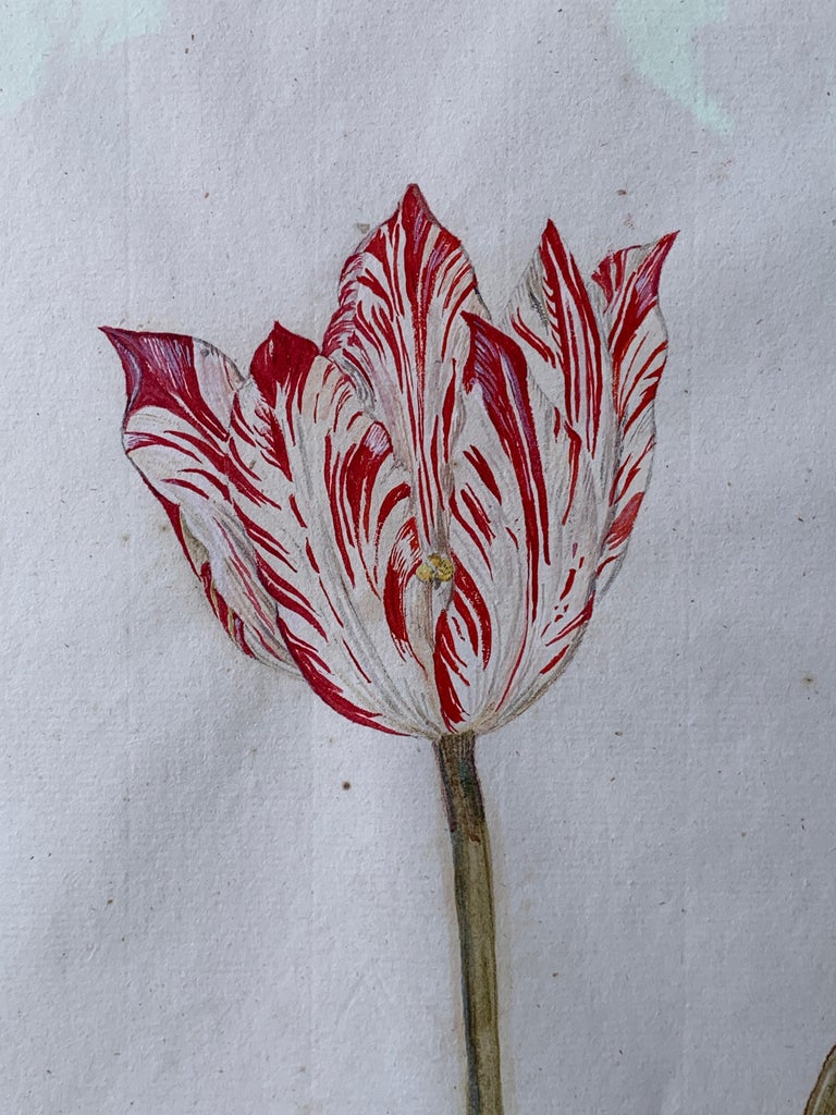 18th Century Dutch Watercolor of a Semper Augustus Tulip at 1stDibs
