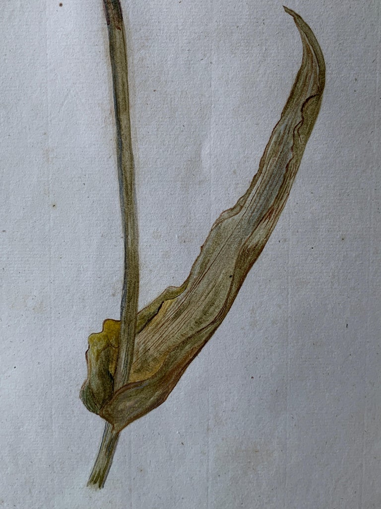 18th Century Dutch Watercolor of a Semper Augustus Tulip at 1stDibs