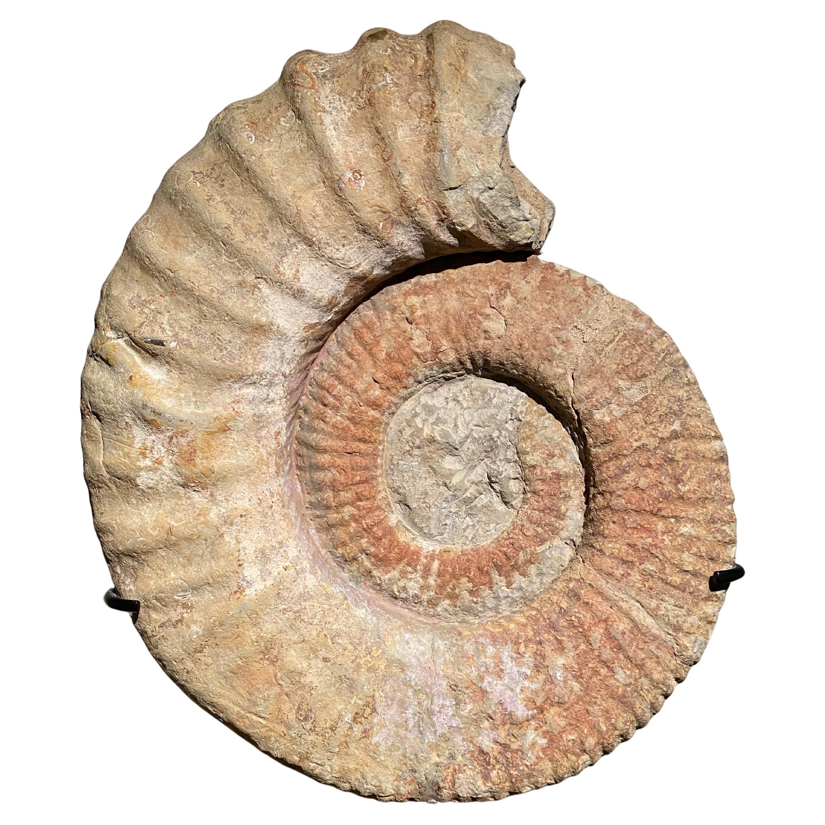 Iridescent Ammonite Fossil For Sale at 1stDibs | ammonite fossil price ...