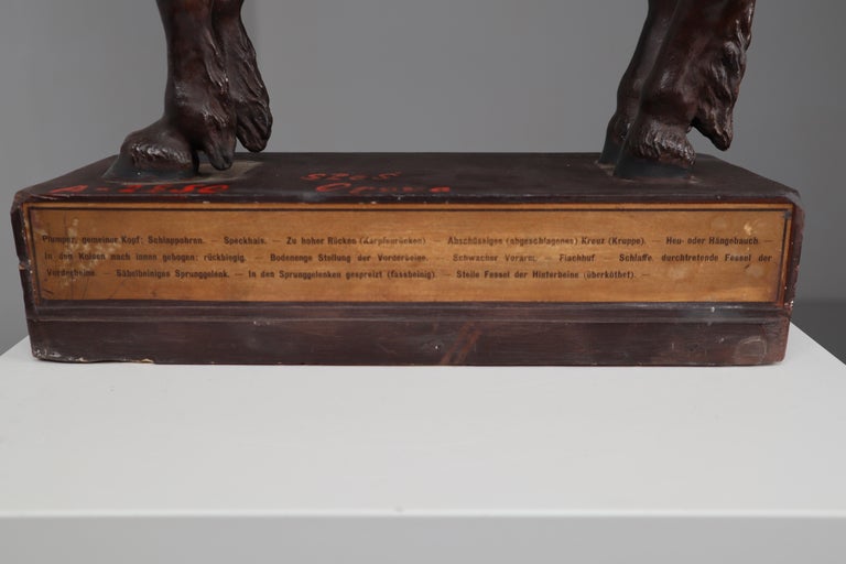 Cold Blood Horse Model in Painted Plaster by Max Landsberg, Berlin 1885 ...