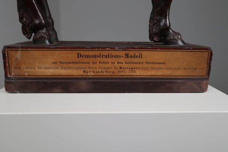 Cold Blood Horse Model in Painted Plaster by Max Landsberg, Berlin 1885 ...