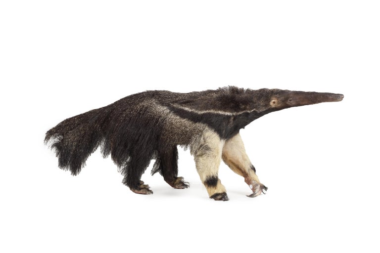 An extremely rare antique taxidermy Giant Anteater (Myrmecophaga ...