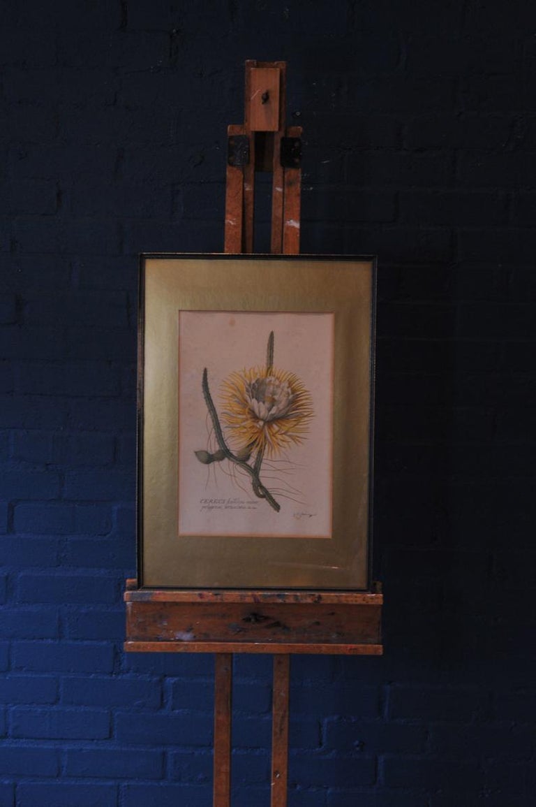 Original Georg Dionysius Ehret Illustrated Botanical Drawing Dated 1744 ...