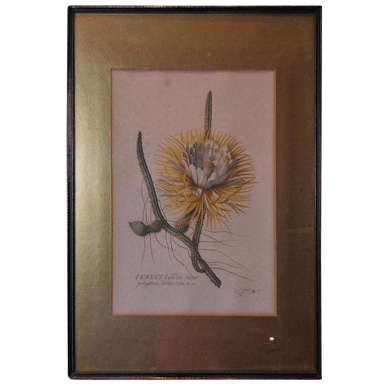 Original Georg Dionysius Ehret Illustrated Botanical Drawing Dated 1744 ...