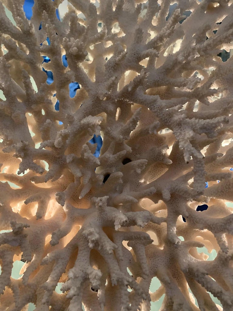 Stunning Large Antique Circular Piece of Lace Coral Mounted on Museum ...