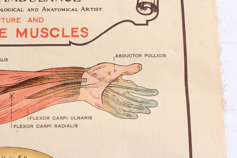 Anatomical Chart of the Muscles by Robert E Holding, circa 1910 at 1stDibs