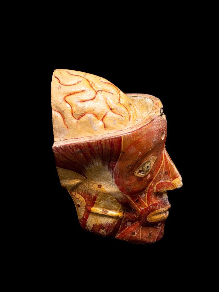 Anatomical Cut of Human Skull Papier-maché, Didactical Collectables, Dr ...