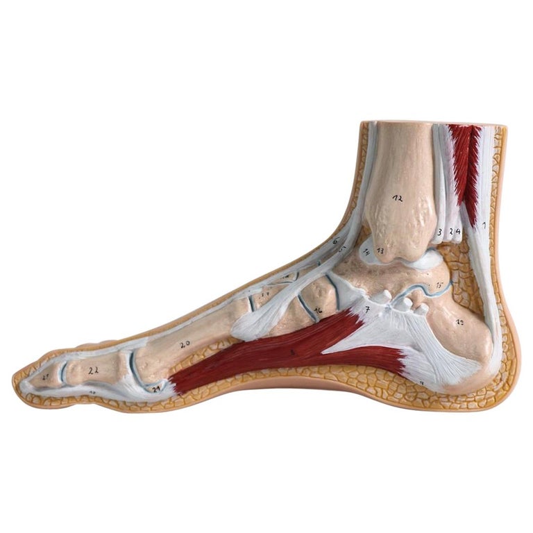Anatomical Foot Model at 1stDibs