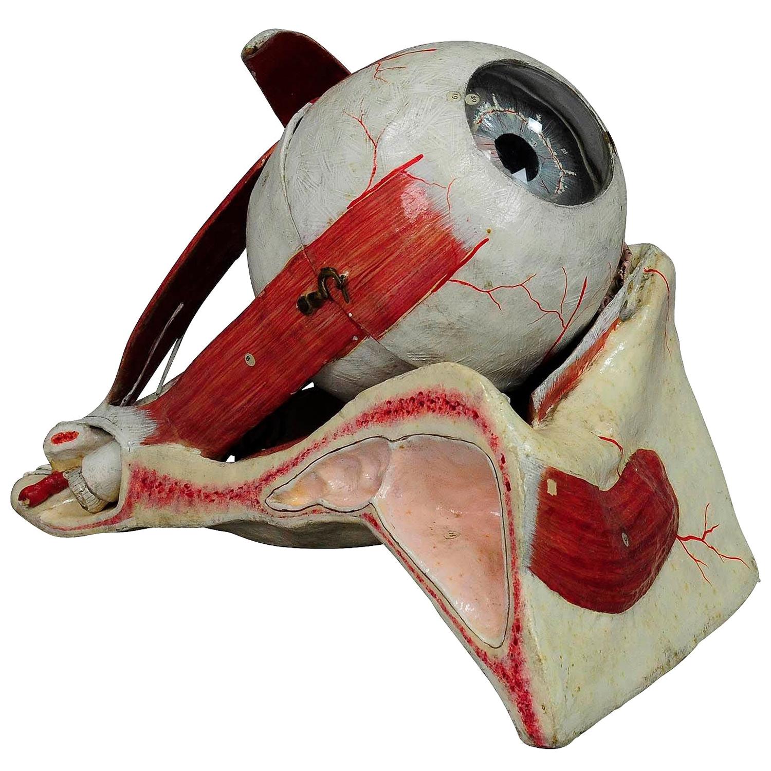 French Papier Mâché Scientific Model of the Brain by Dr. Auzoux For ...