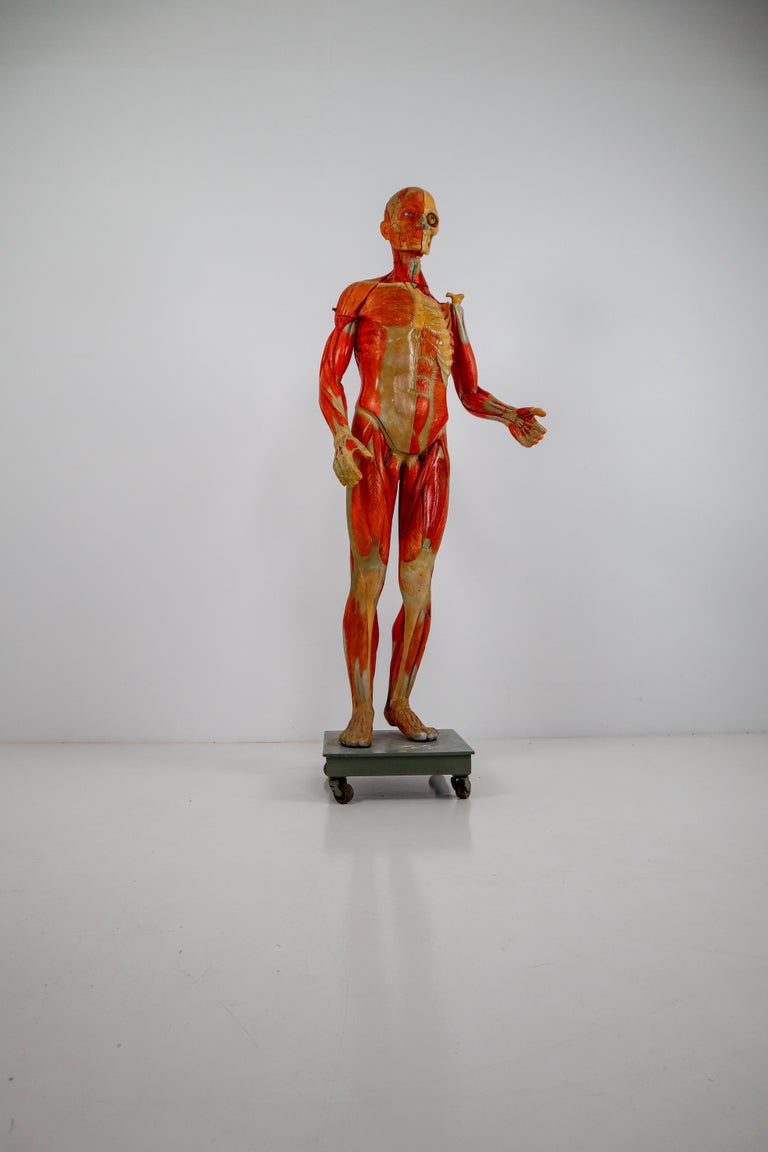 Anatomical Human Model, circa 1930s For Sale at 1stDibs