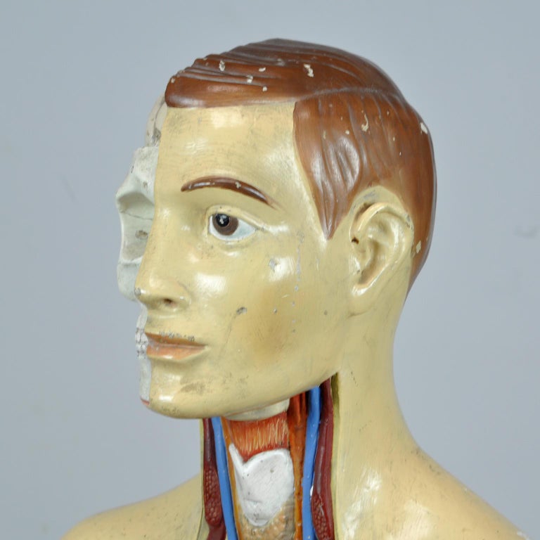 Anatomical Model, 1940s at 1stDibs