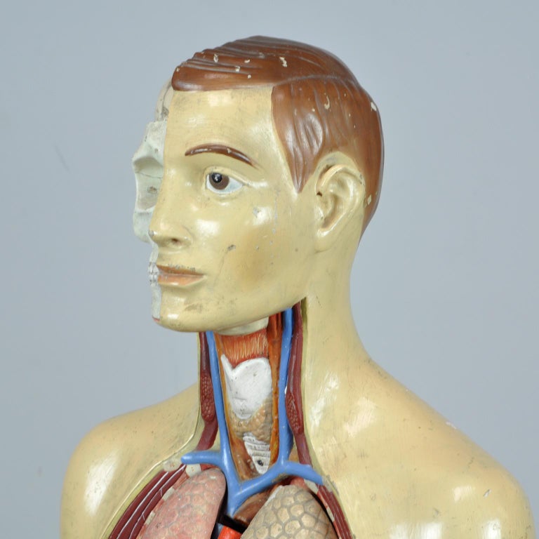 Anatomical Model, 1940s at 1stDibs