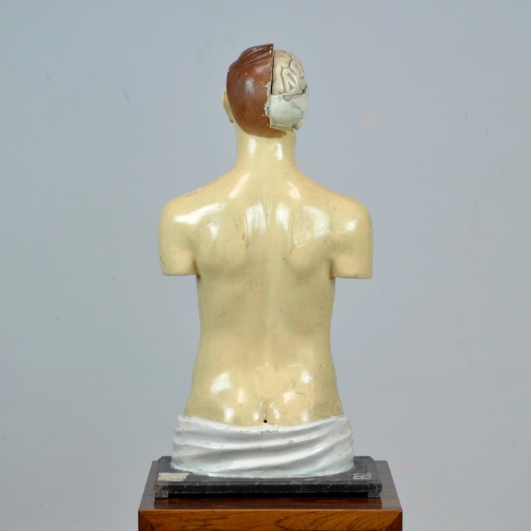 Anatomical Model, 1940s at 1stDibs