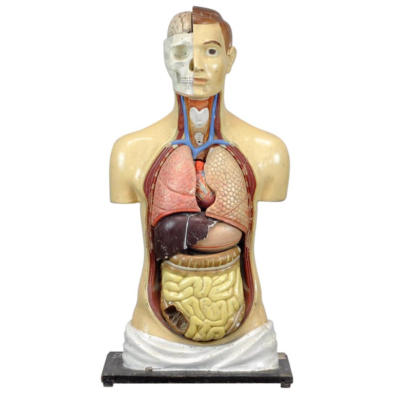 Anatomical Model, 1940s at 1stDibs
