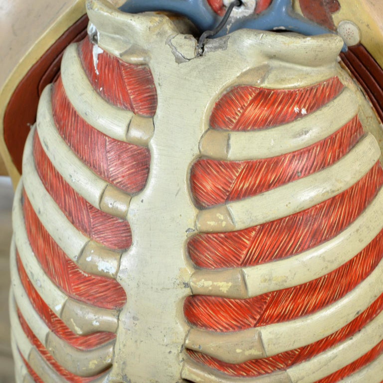 Anatomical Model, 1952 For Sale at 1stDibs