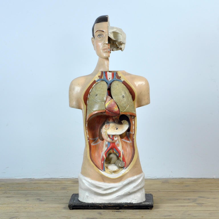Anatomical Model, 1952 For Sale at 1stDibs