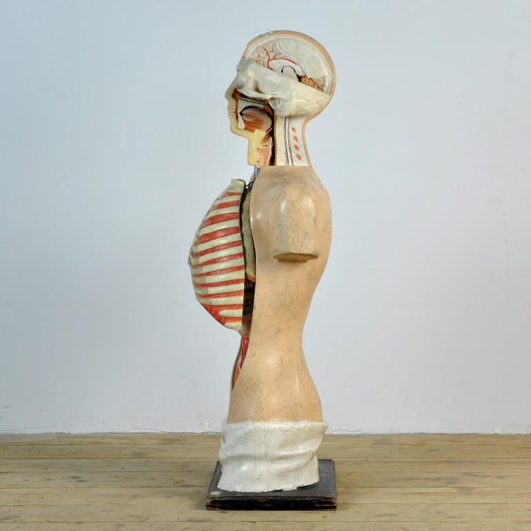 Anatomical Model, 1952 For Sale at 1stDibs