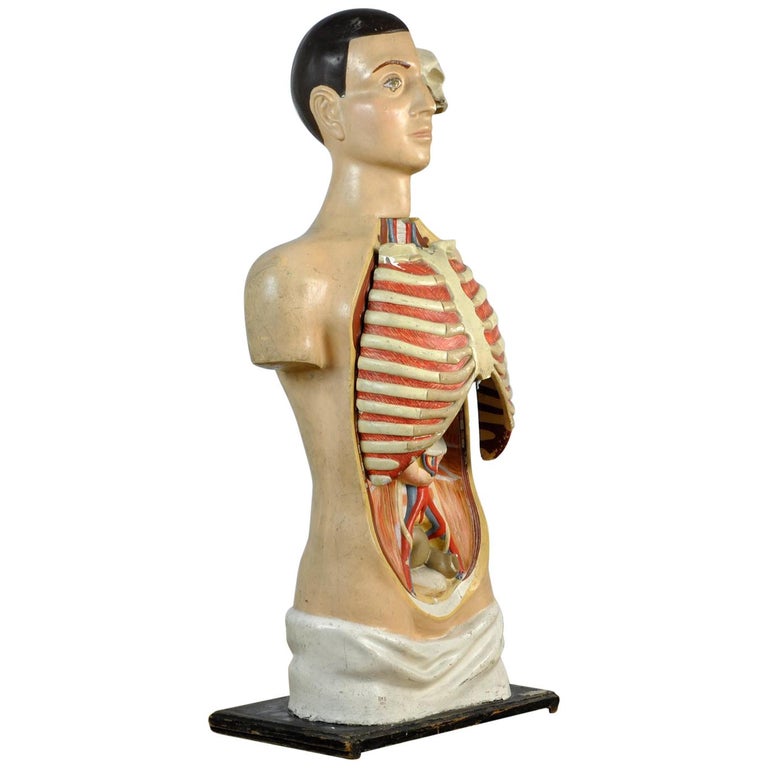 Anatomical Model, 1952 For Sale at 1stDibs