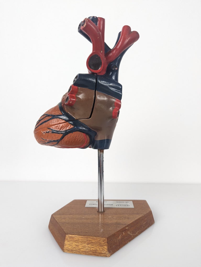 Anatomical Model of Heart by Enosa, 1970s For Sale at 1stDibs