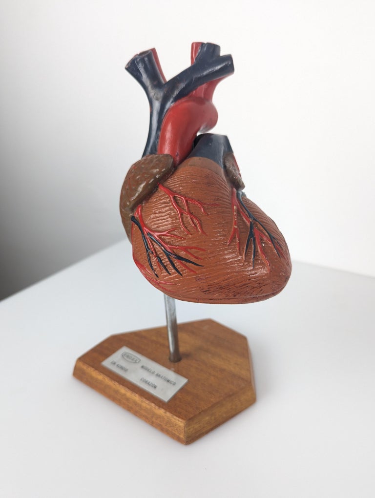 Anatomical Model of Heart by Enosa, 1970s For Sale at 1stDibs