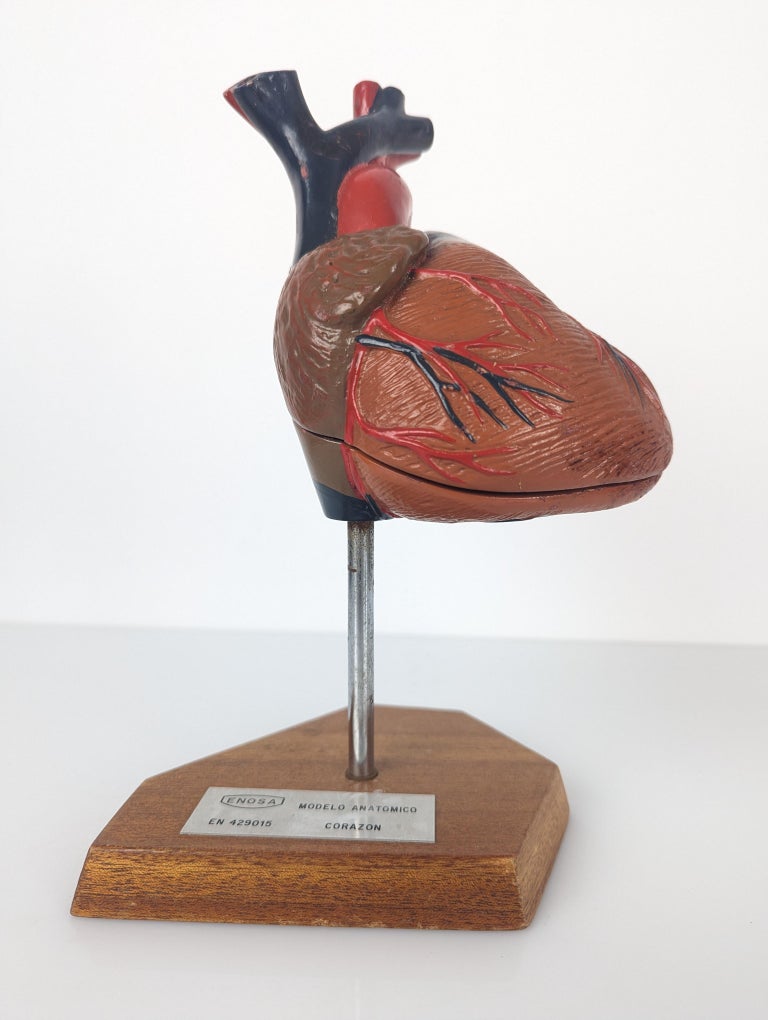 Anatomical Model of Heart by Enosa, 1970s For Sale at 1stDibs