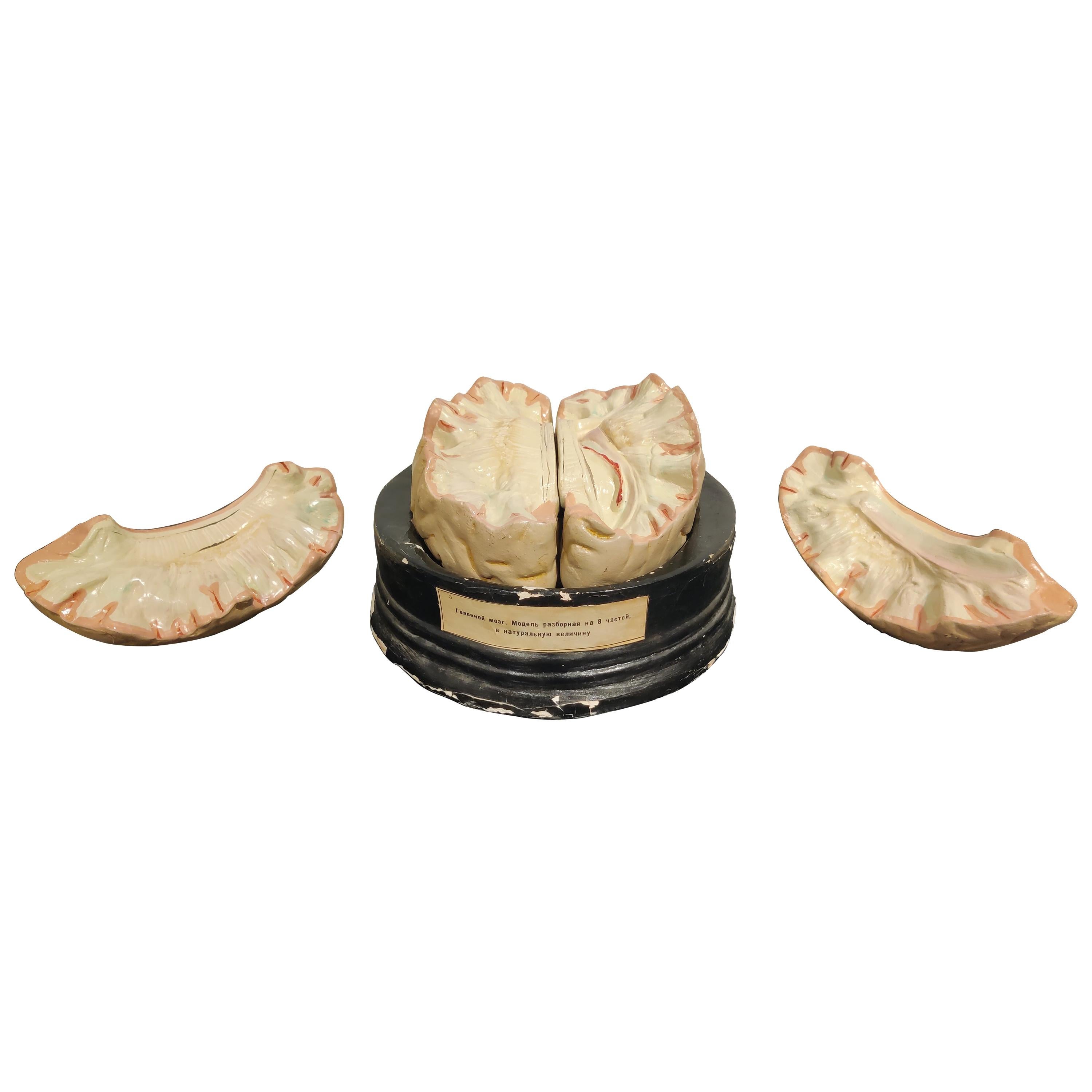 Vintage Brain Model - 5 For Sale on 1stDibs | old brain model, model ...